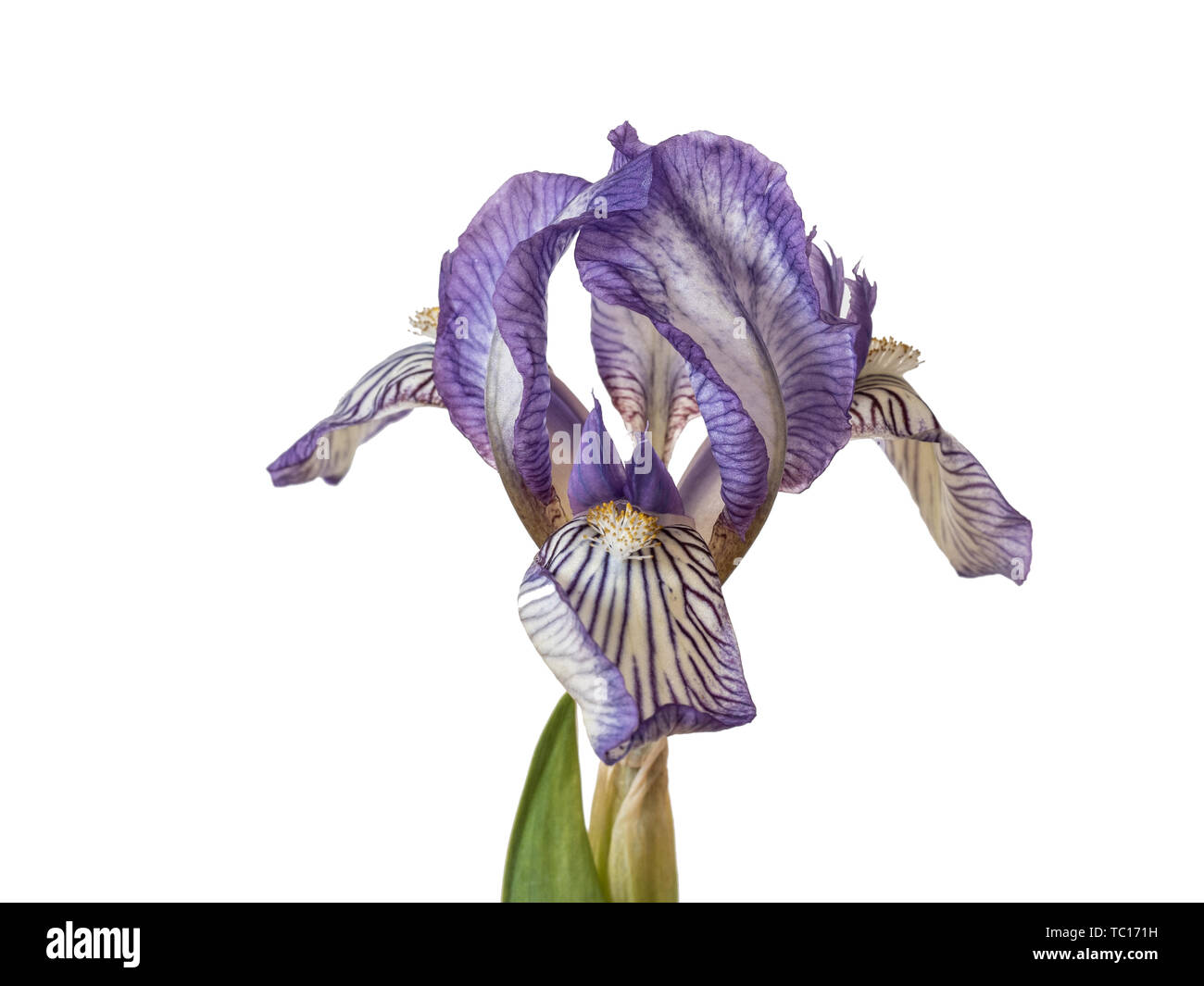 A close up of the pale blue flowers of Iris Scribe against a pure white ...