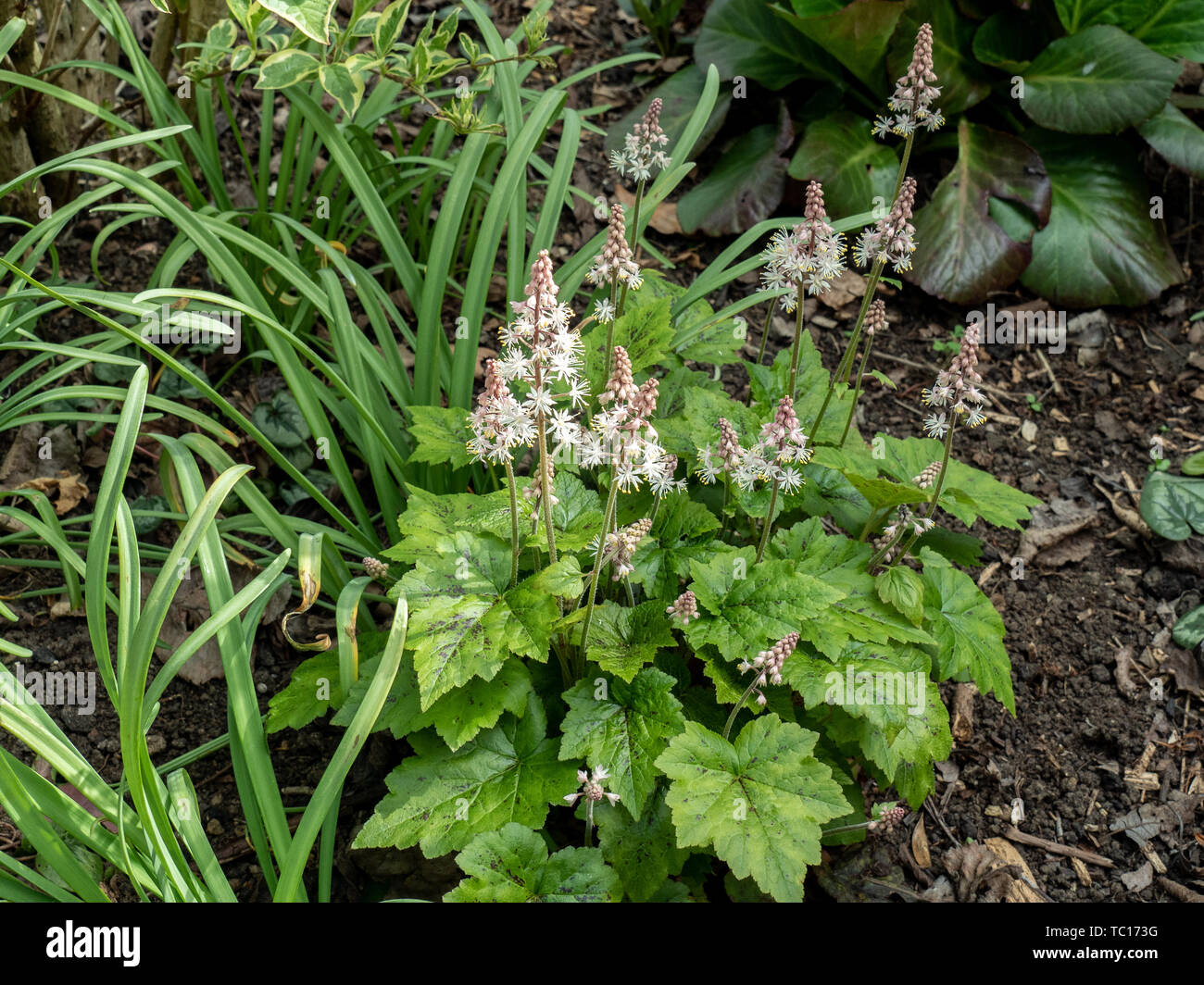 Tiarella Wherryi