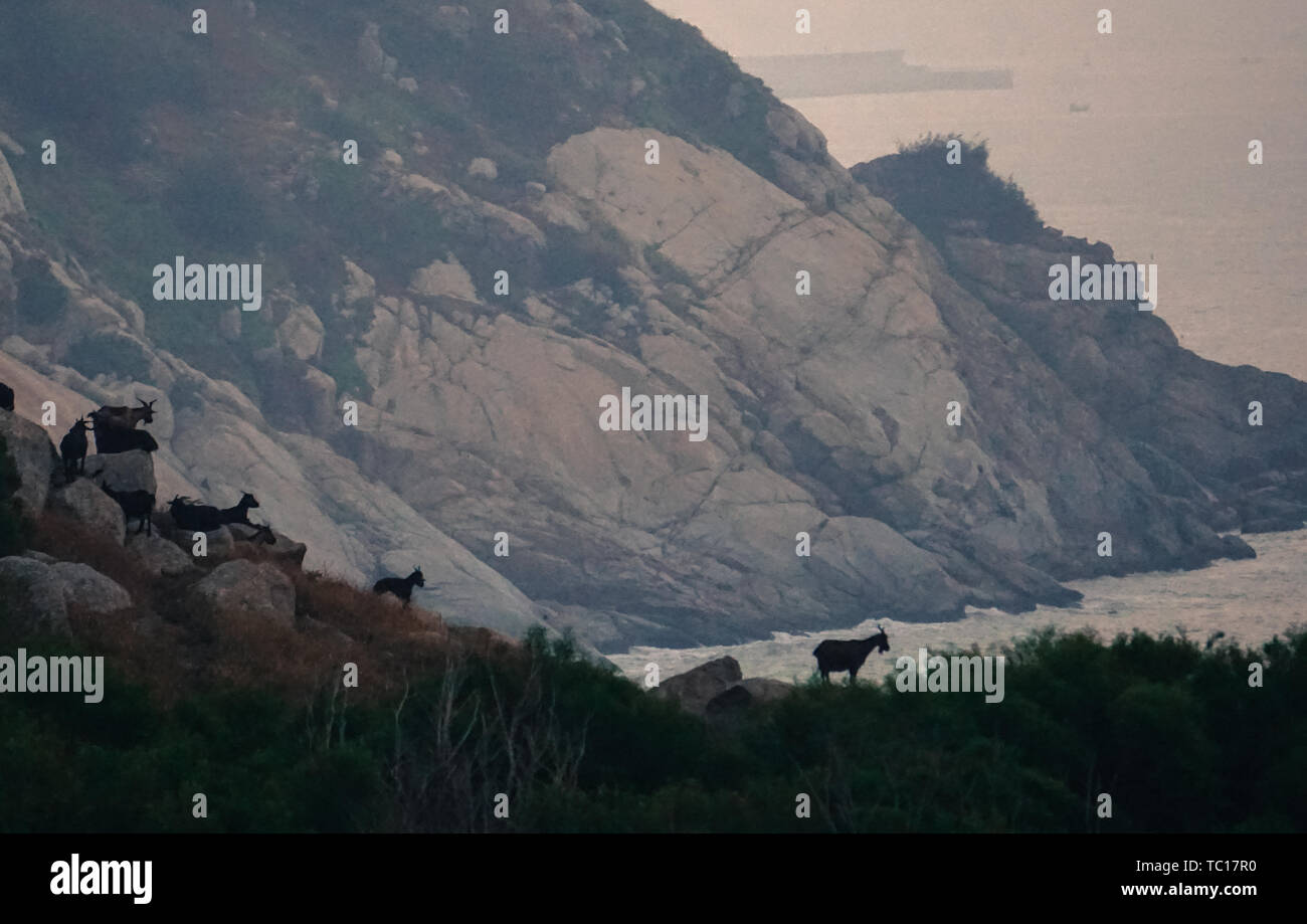 Goat shock hi-res stock photography and images - Alamy