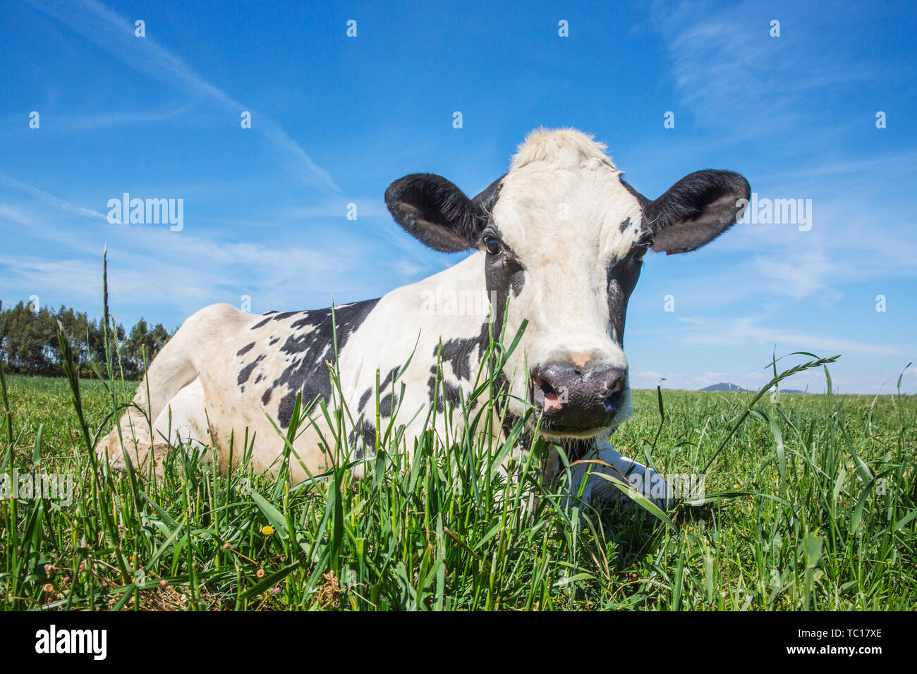 Portrait of dairy cow, Holstein breed Friesian Stock Photo - Alamy