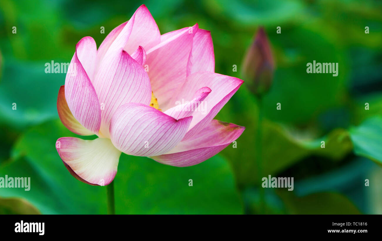 Foreign leaves and lotus flowers bloom hi-res stock photography and ...