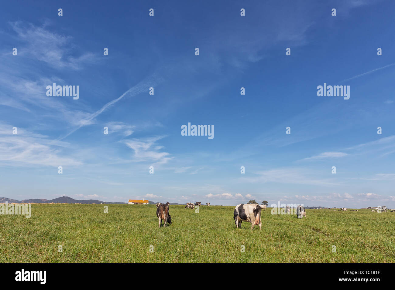 Green pasture field with dairy cows. Holstein breed Friesian Stock ...