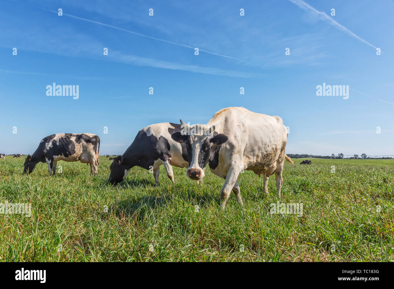Green pasture field with dairy cows. Holstein breed Friesian Stock ...
