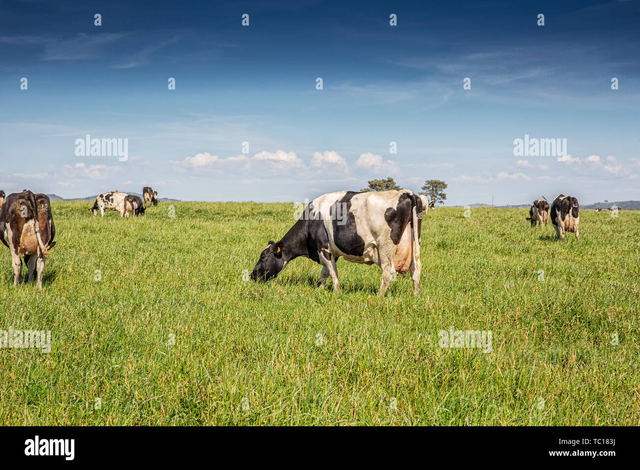 Cow Milk Udder Heifer Holstein High Resolution Stock Photography and ...