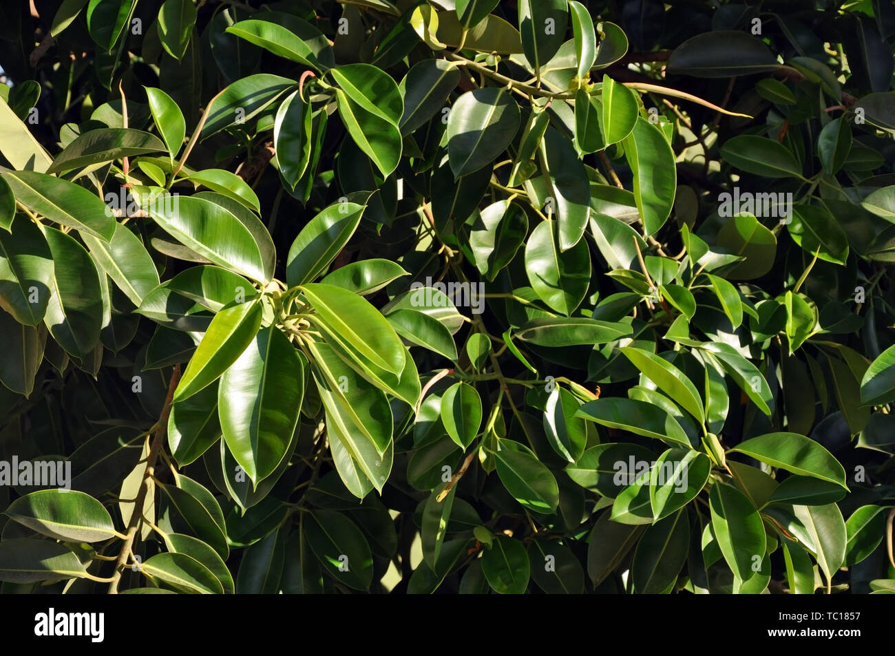 Rubber fig's big smooth green leaf ficus benjamina, ficus elastica ...