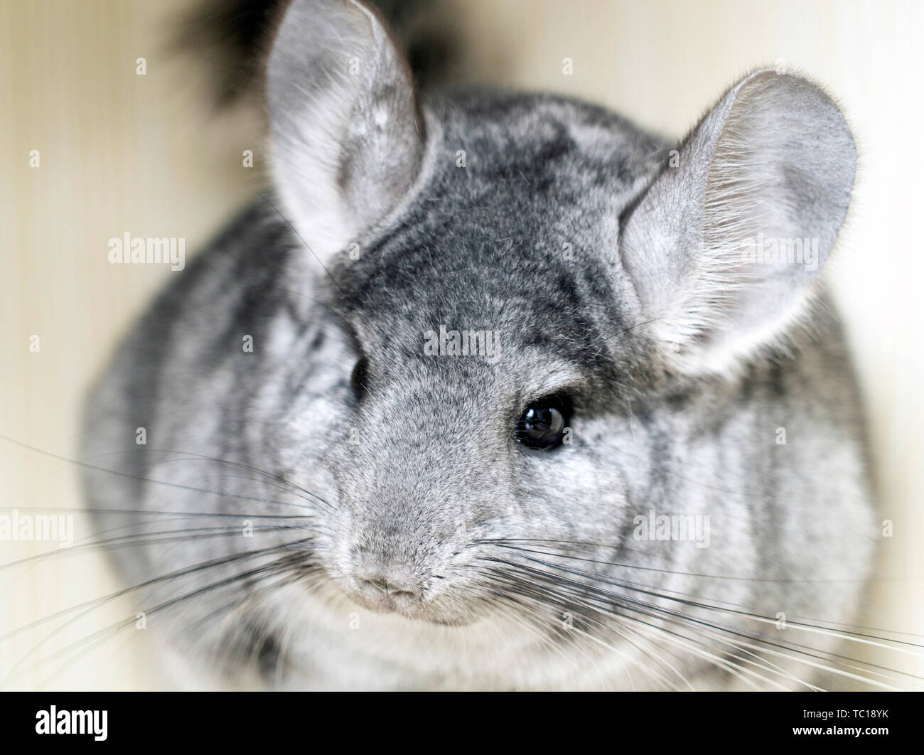 Sensory hairs hi-res stock photography and images - Alamy