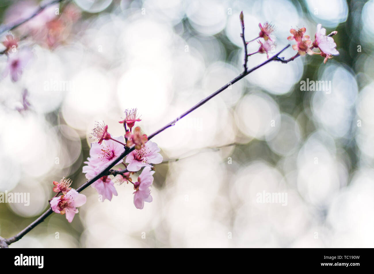 Century Park spring light Stock Photo - Alamy