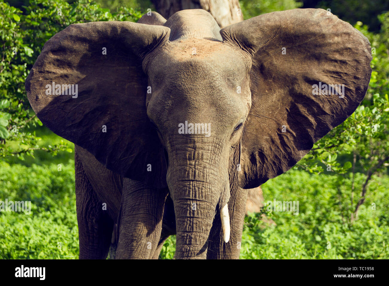 Africa, Zimbabwe, manaturals, national parks, animals, elephants, baby ...