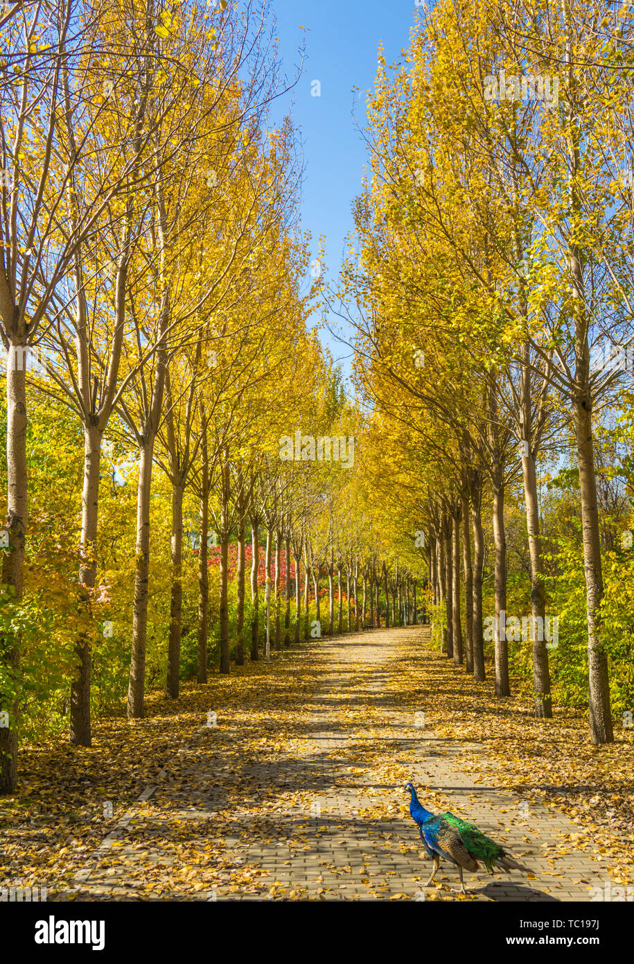 Poplar trees china hi-res stock photography and images - Alamy