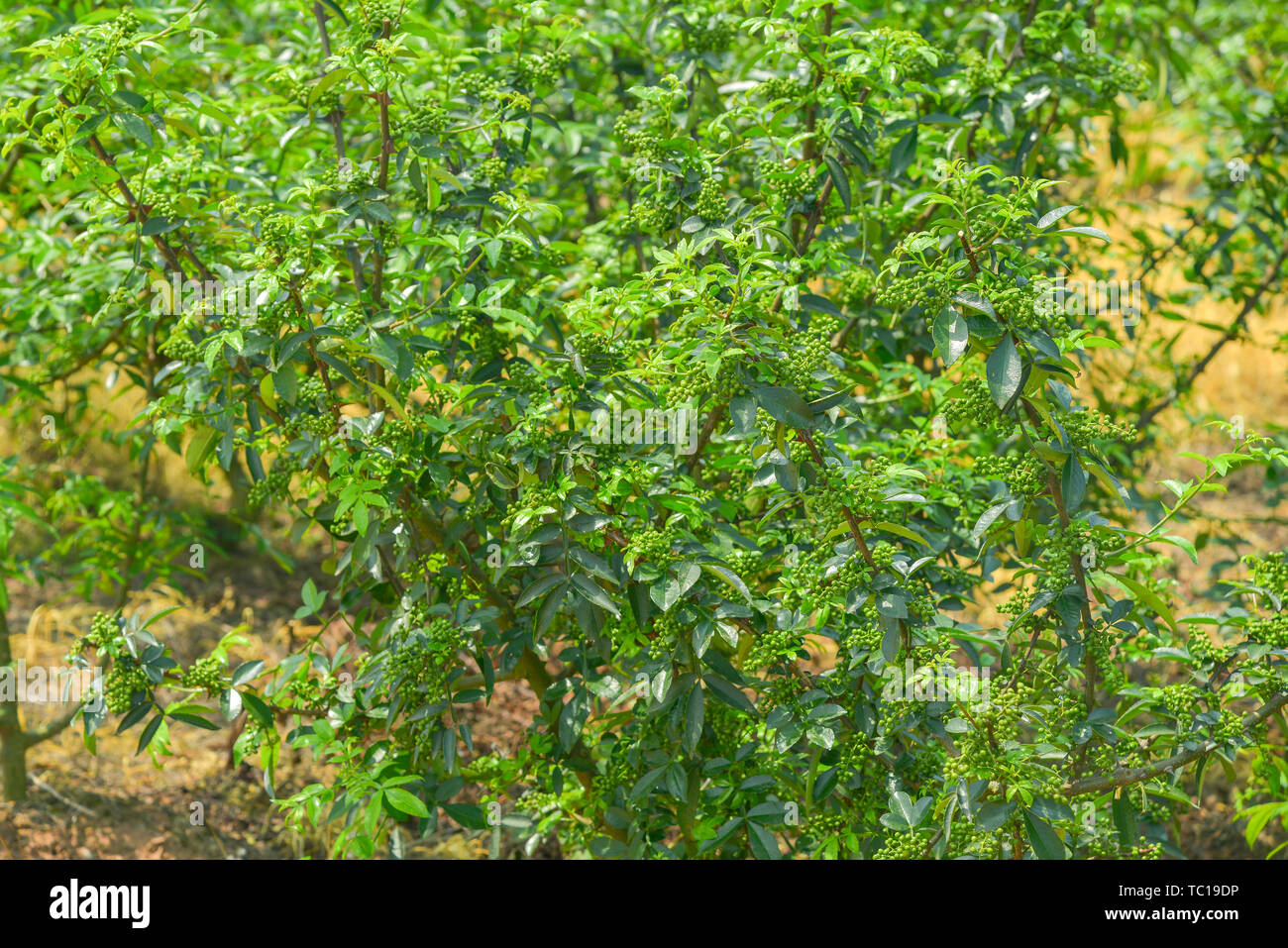 Pepper rattan pepper branch close-up HD large picture Stock Photo - Alamy