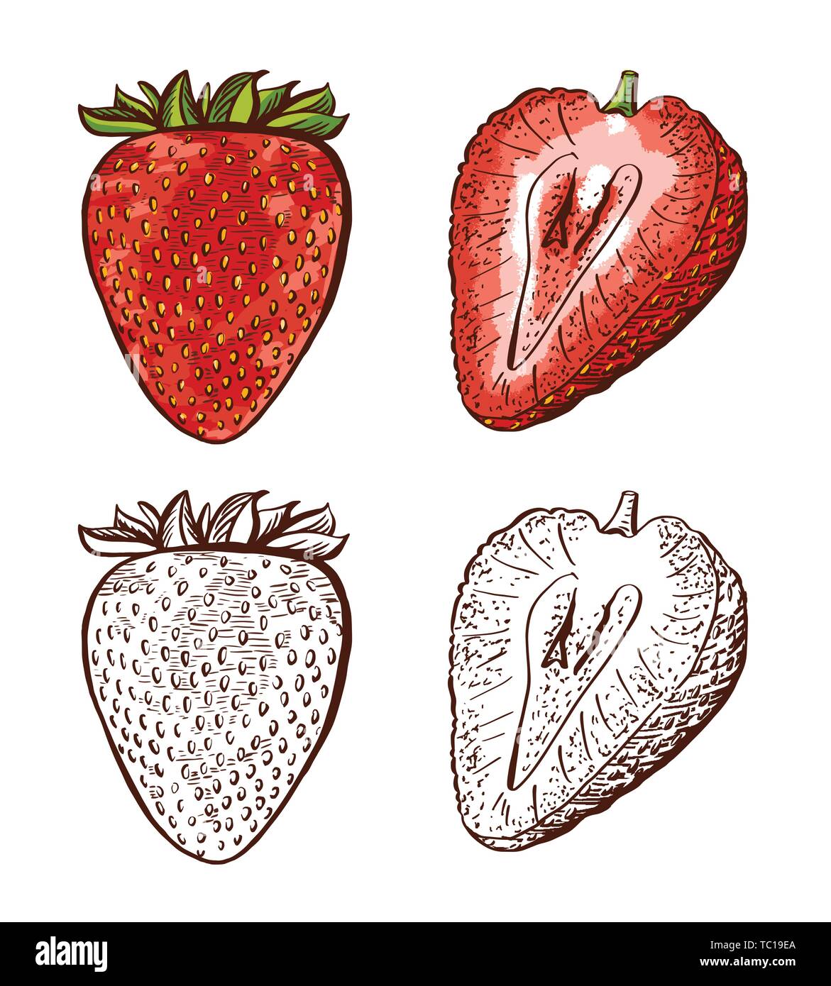 Vintage strawberry illustration hi-res stock photography and images - Alamy