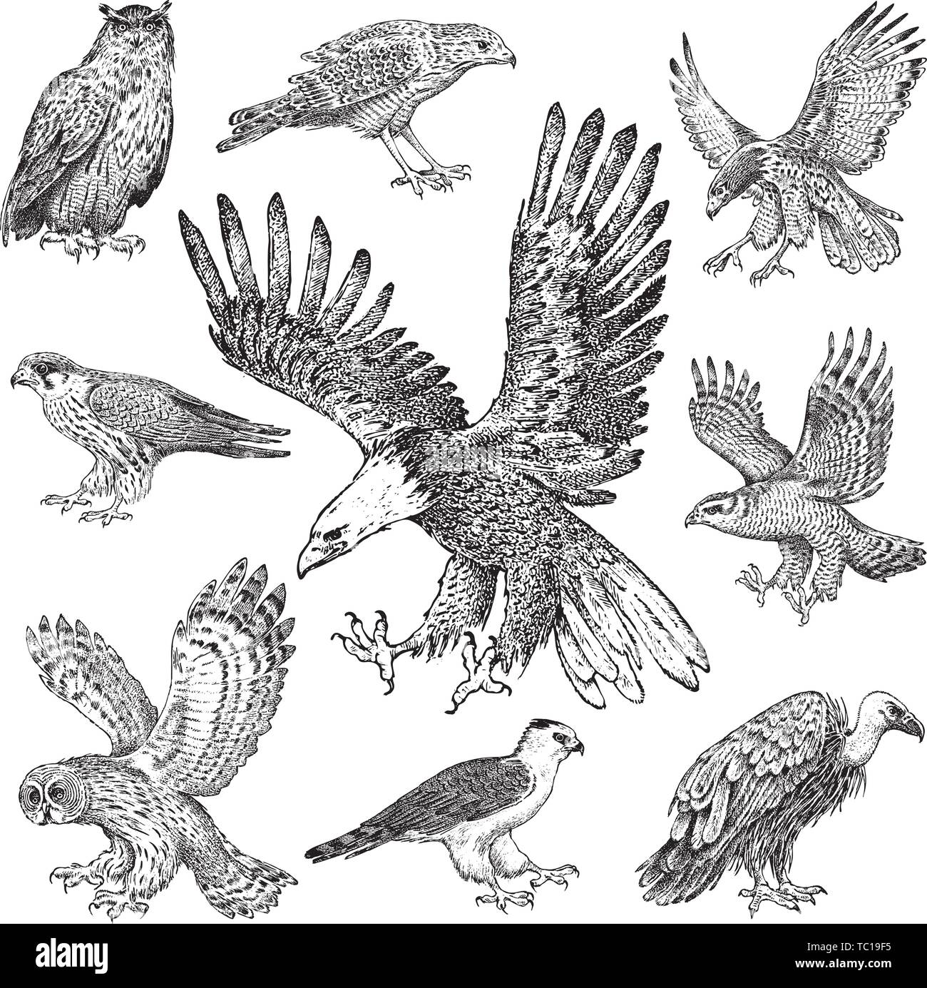 Set of realistic birds. Goshawk, Griffon vulture, Pallid harrier, Black ...