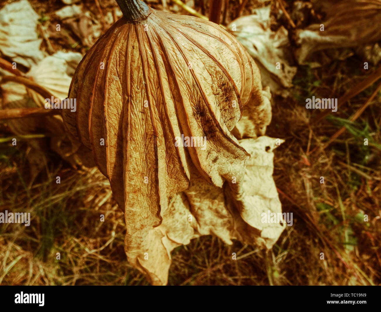 The withered lotus leaf Stock Photo - Alamy