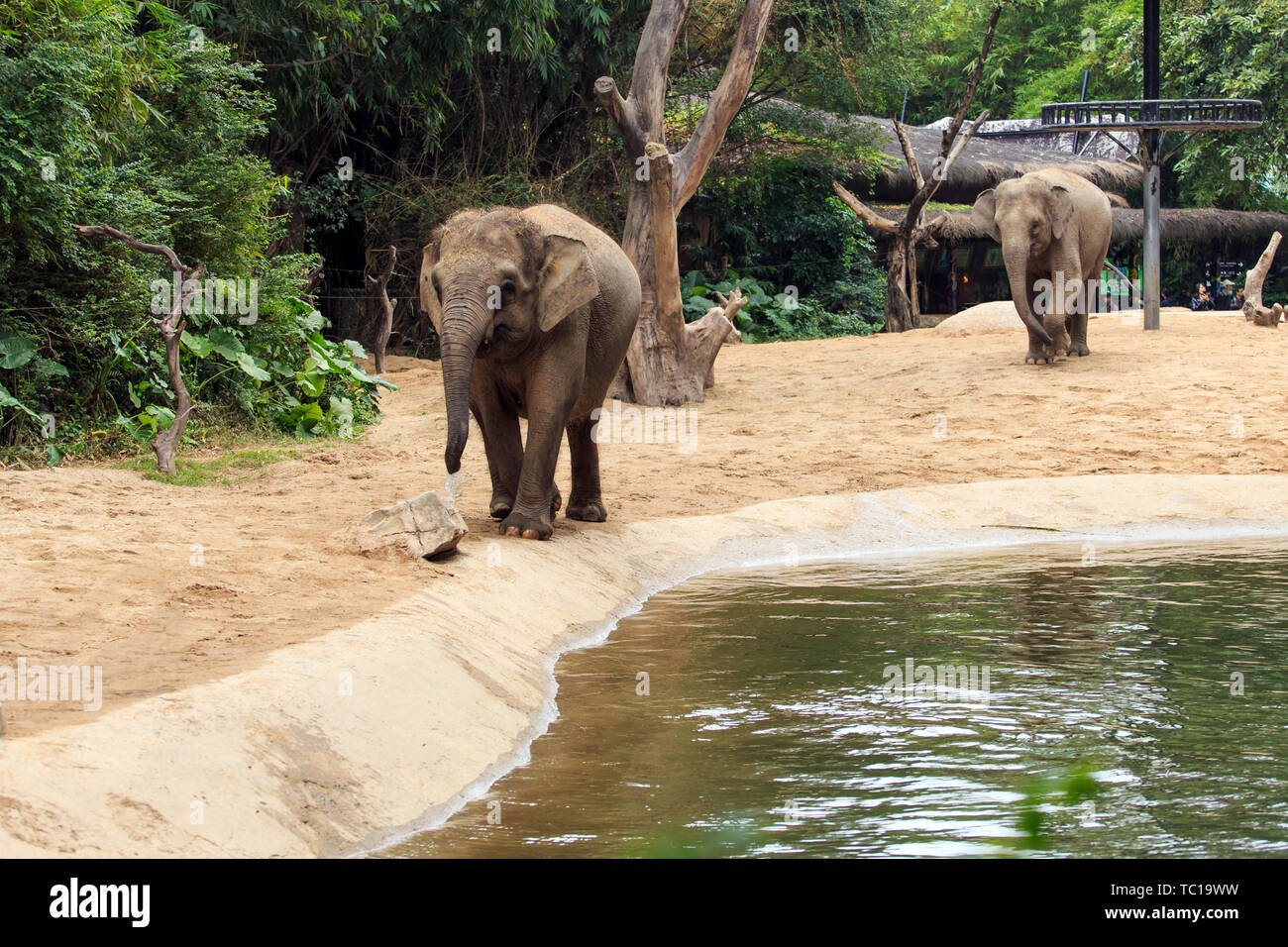 Elephant strength hi-res stock photography and images - Alamy