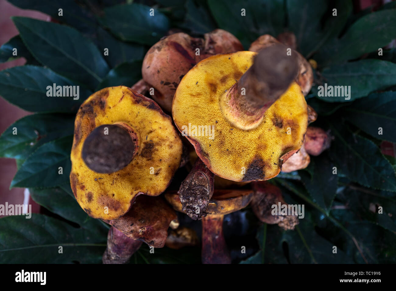 Fresh wild edible bacteria with dirt Stock Photo - Alamy