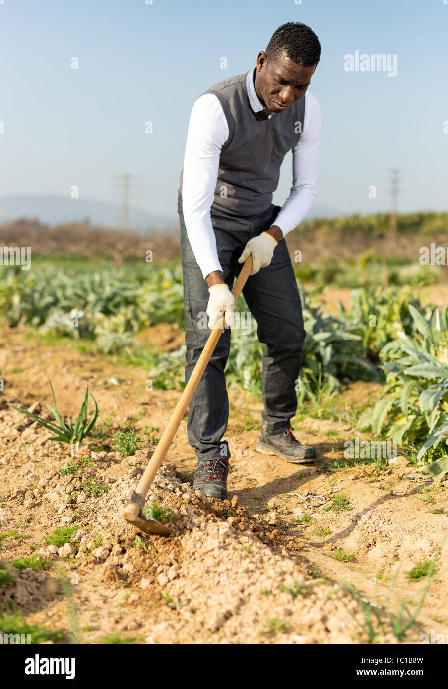 Focused African American working with hoe in vegetable garden, hoeing ...