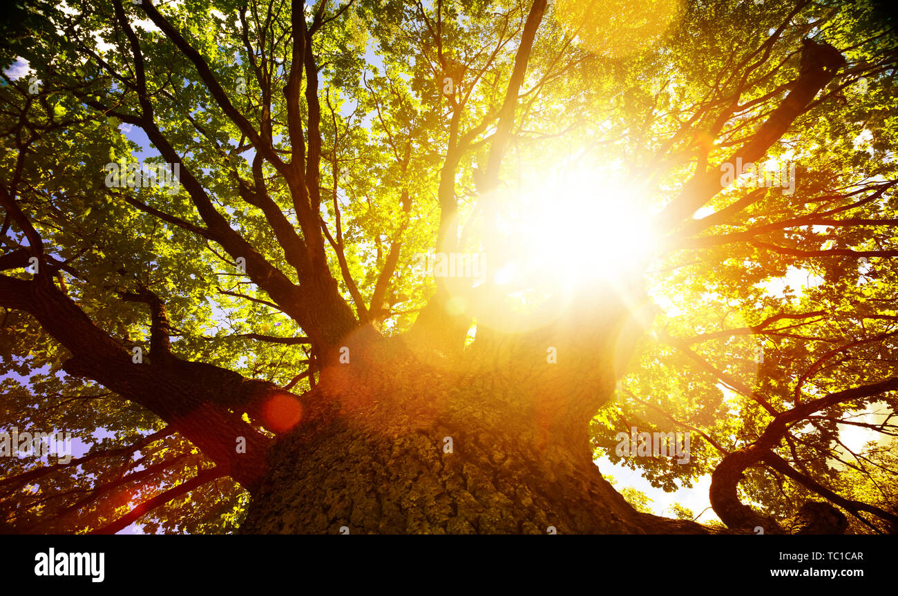 Bright summer tree nature background Stock Photo - Alamy