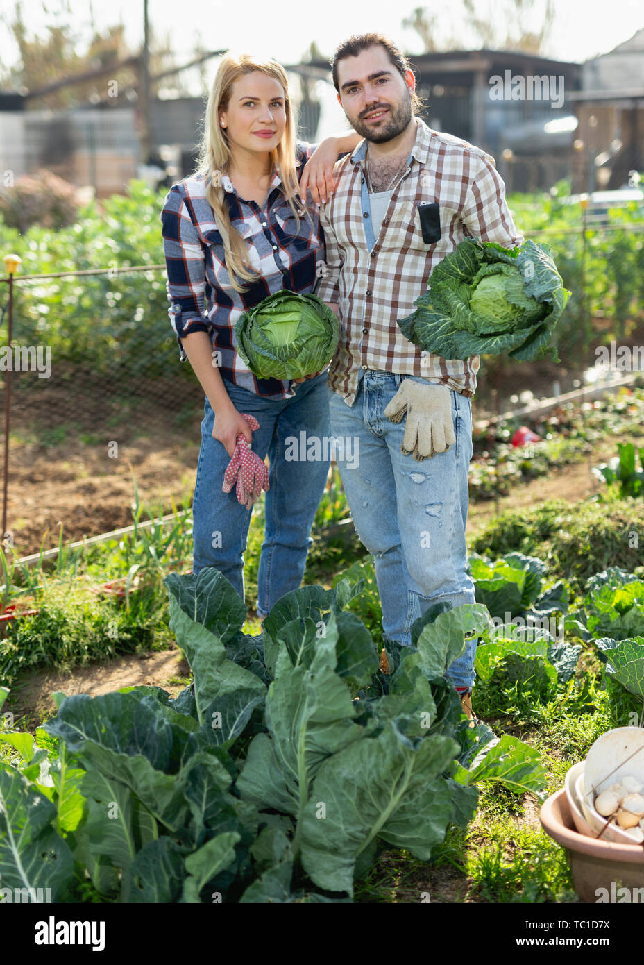 Positive man and woman harvesting fresh cabbage on beds of garden Stock ...