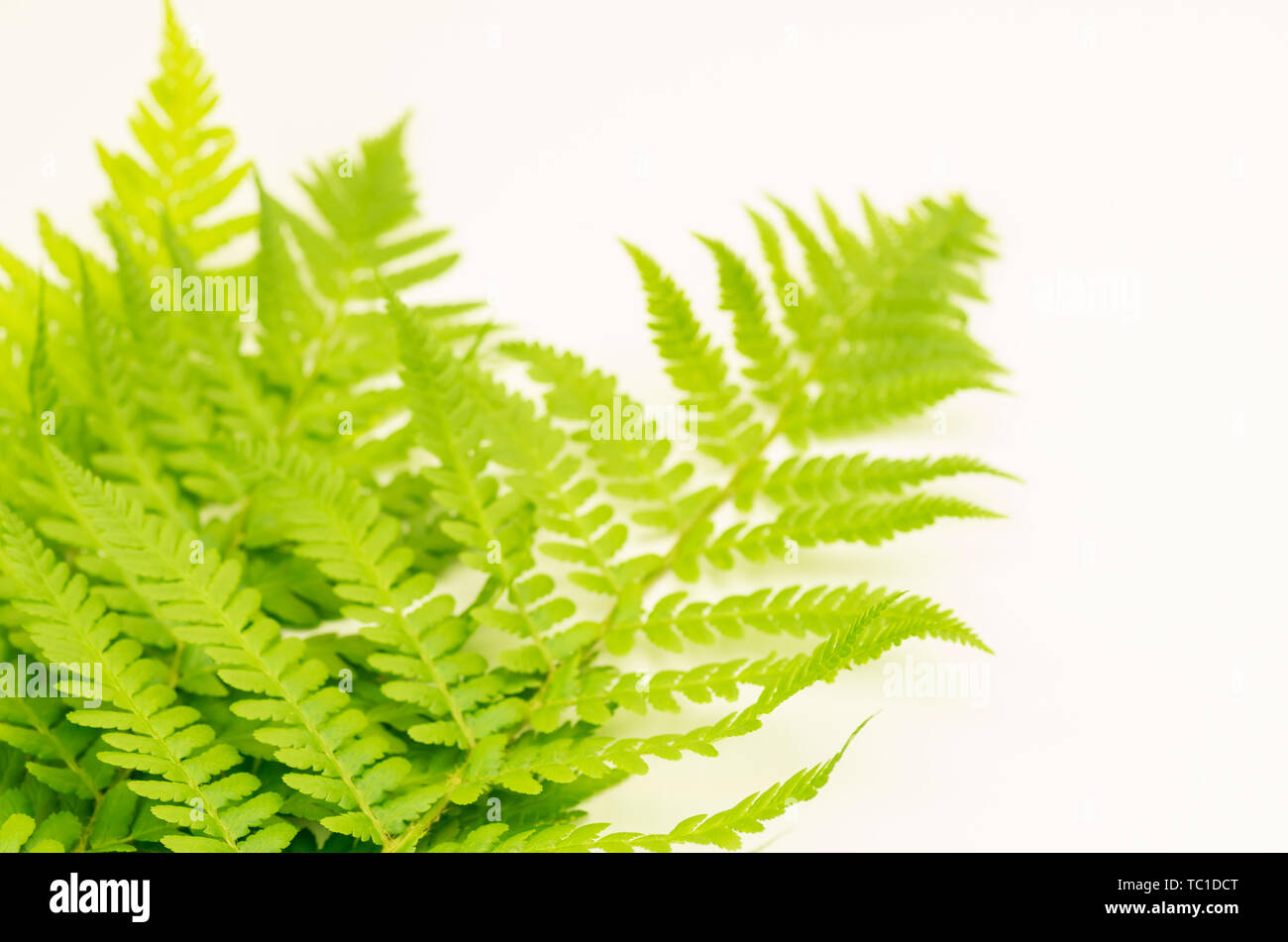 green fern fronds foliage backdrop - nature and colors Stock Photo - Alamy
