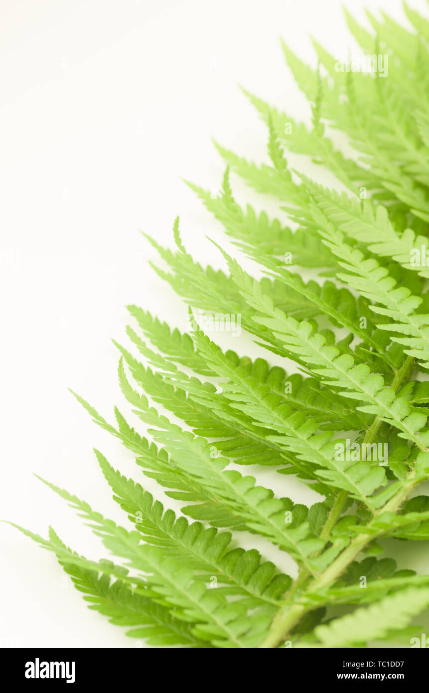 green fern fronds foliage backdrop - nature and colors Stock Photo - Alamy