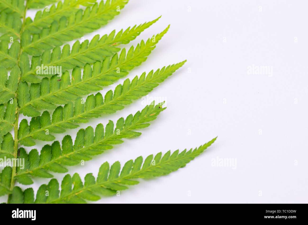 green fern fronds foliage backdrop - nature and colors Stock Photo - Alamy