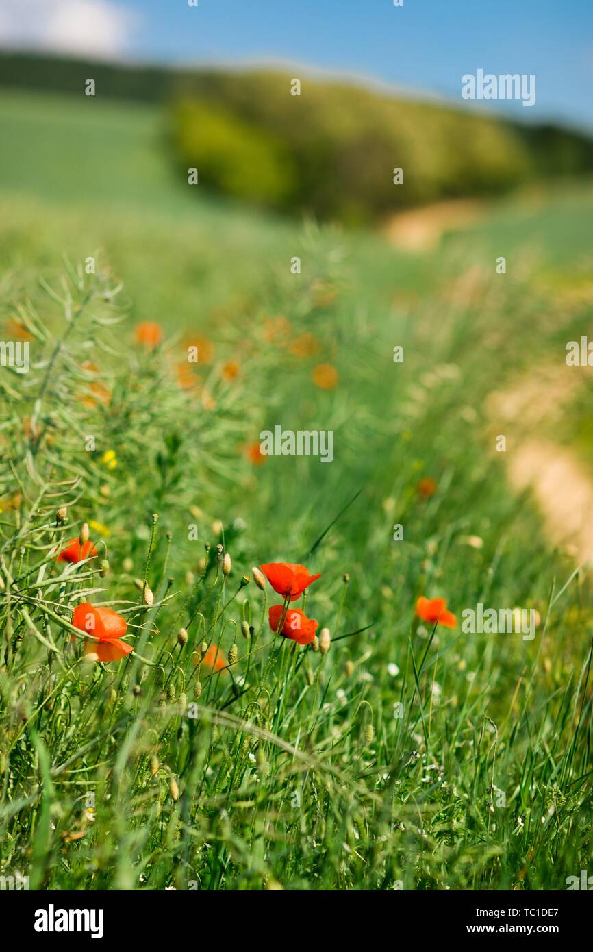 Beautiful poppy field during sunrise hi-res stock photography and ...