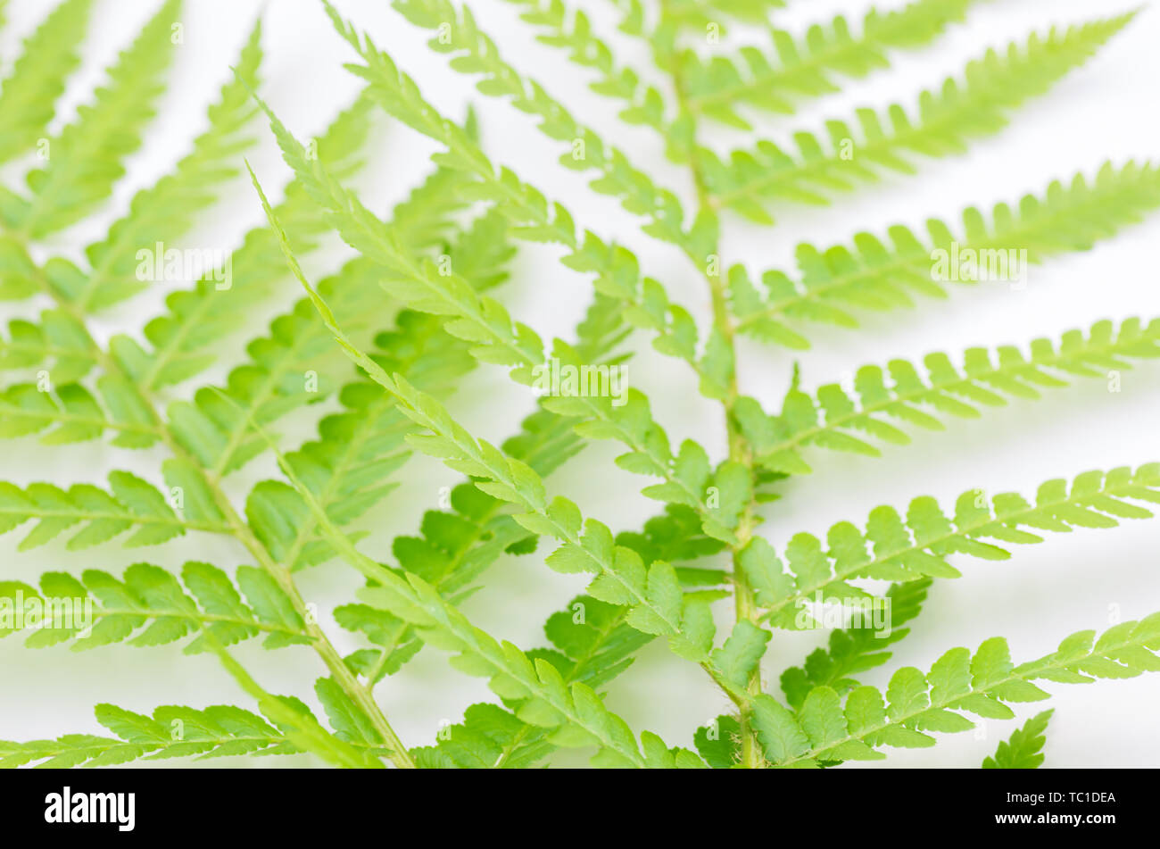 green fern fronds foliage backdrop - nature and colors Stock Photo - Alamy
