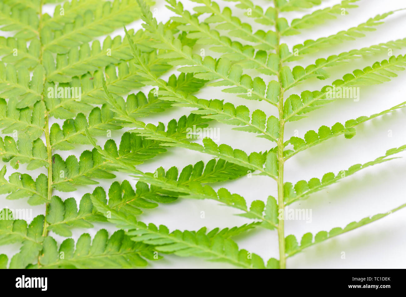 green fern fronds foliage backdrop - nature and colors Stock Photo - Alamy
