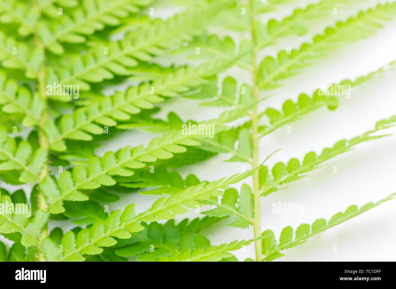 green fern fronds foliage backdrop - nature and colors Stock Photo - Alamy