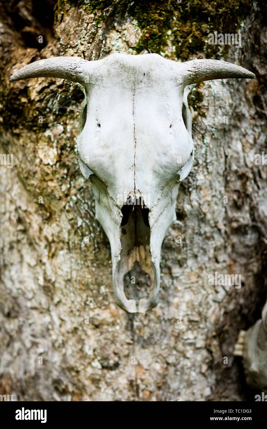 Ox skull decoration hi-res stock photography and images - Alamy