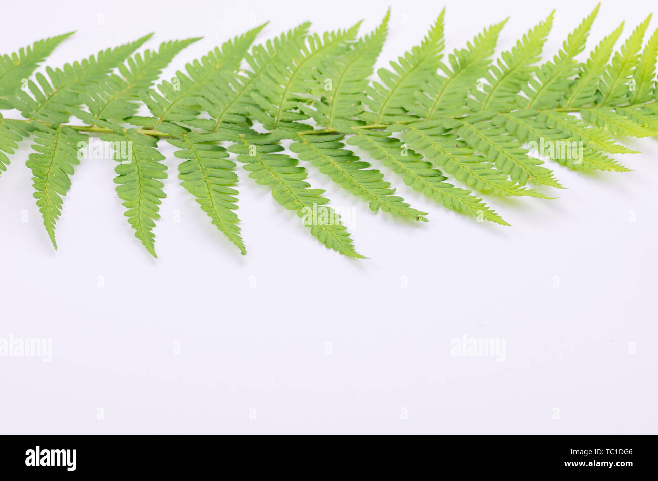 green fern fronds foliage backdrop - nature and colors Stock Photo - Alamy