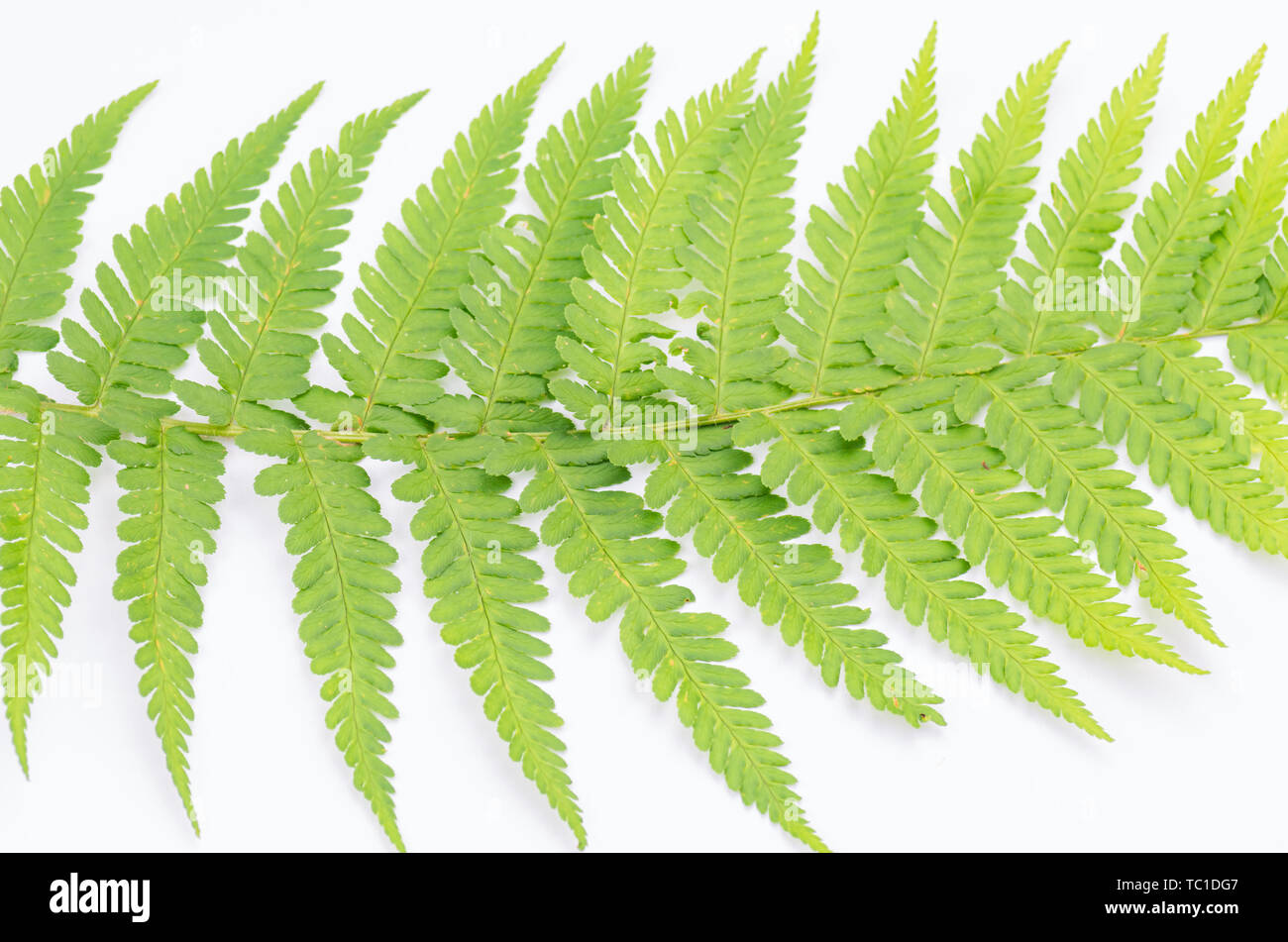green fern fronds foliage backdrop - nature and colors Stock Photo - Alamy