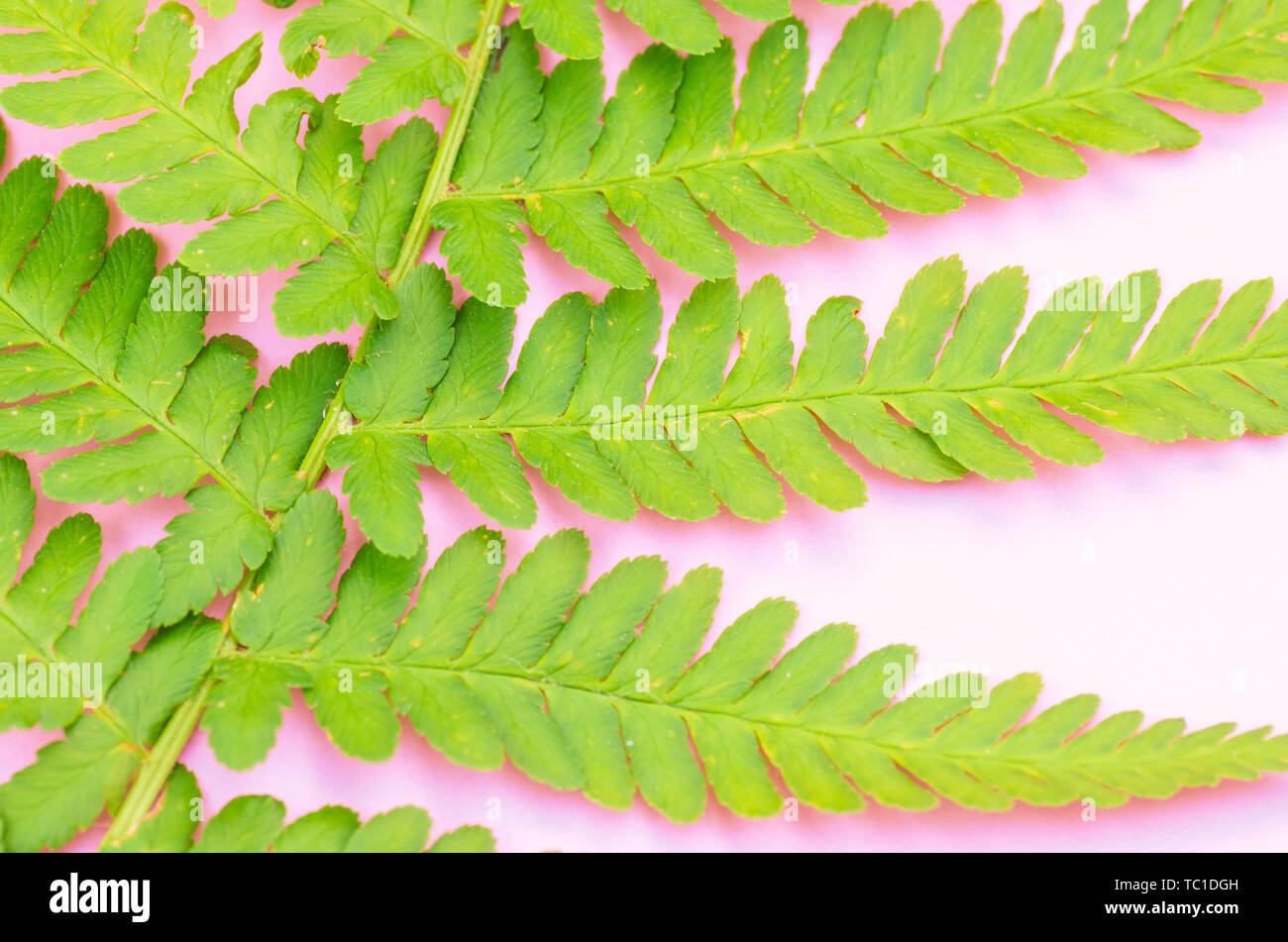 green fern fronds foliage backdrop - nature and colors Stock Photo - Alamy