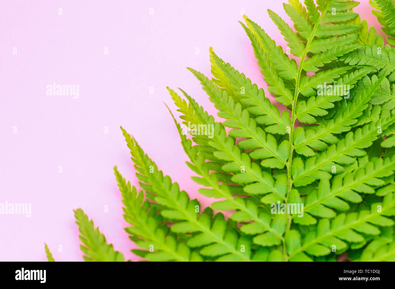 green fern fronds foliage backdrop - nature and colors Stock Photo - Alamy