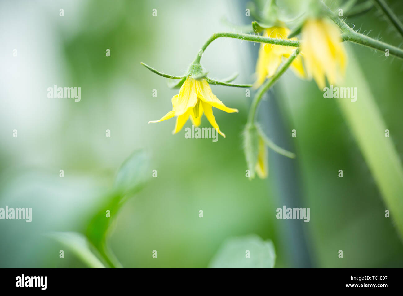 Beauty of tomato flower hi-res stock photography and images - Alamy