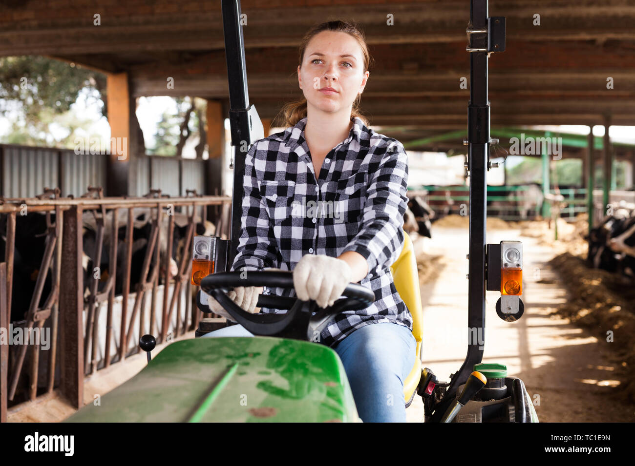 Portrait of young woman dairy farm owner working on tractor in cowshed ...