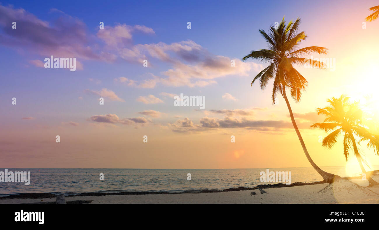 summer vacation background; Palm tree on a tropical beach sunset Stock ...