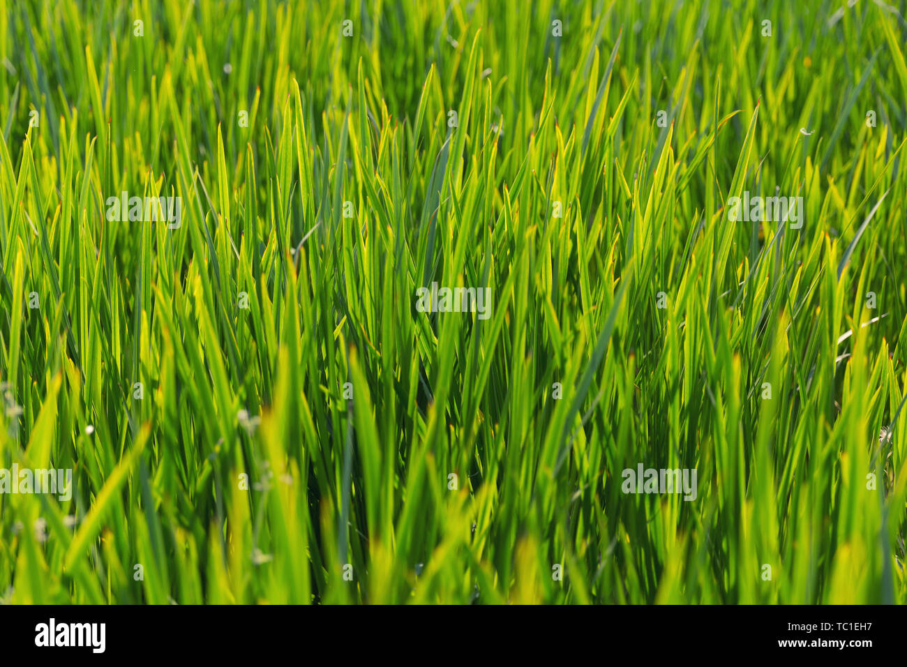 A big patch of grass Stock Photo - Alamy