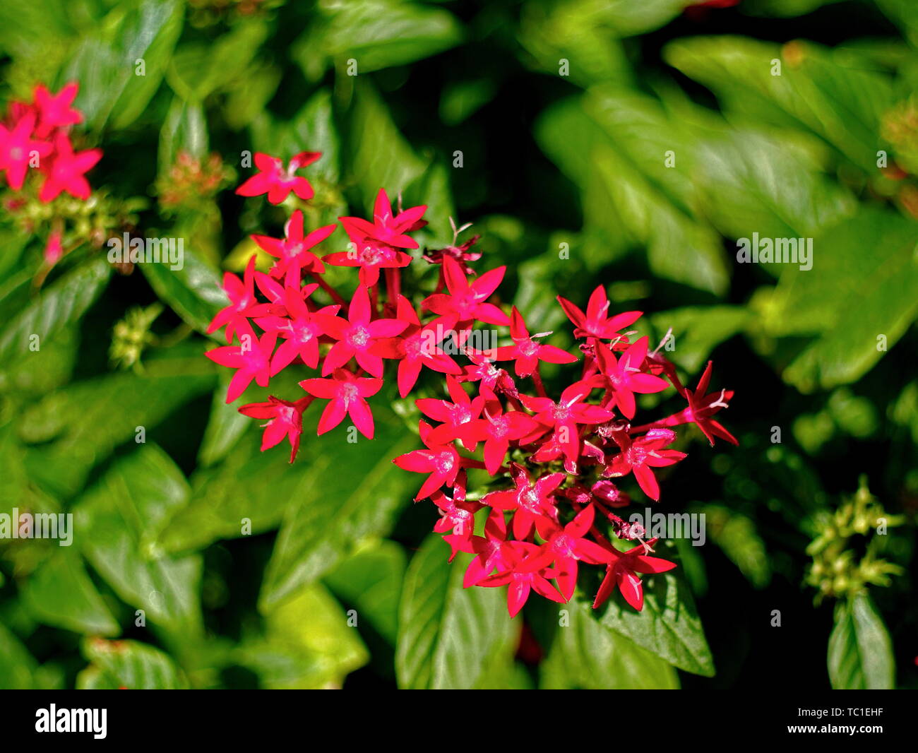 Small starry flowers hi-res stock photography and images - Alamy