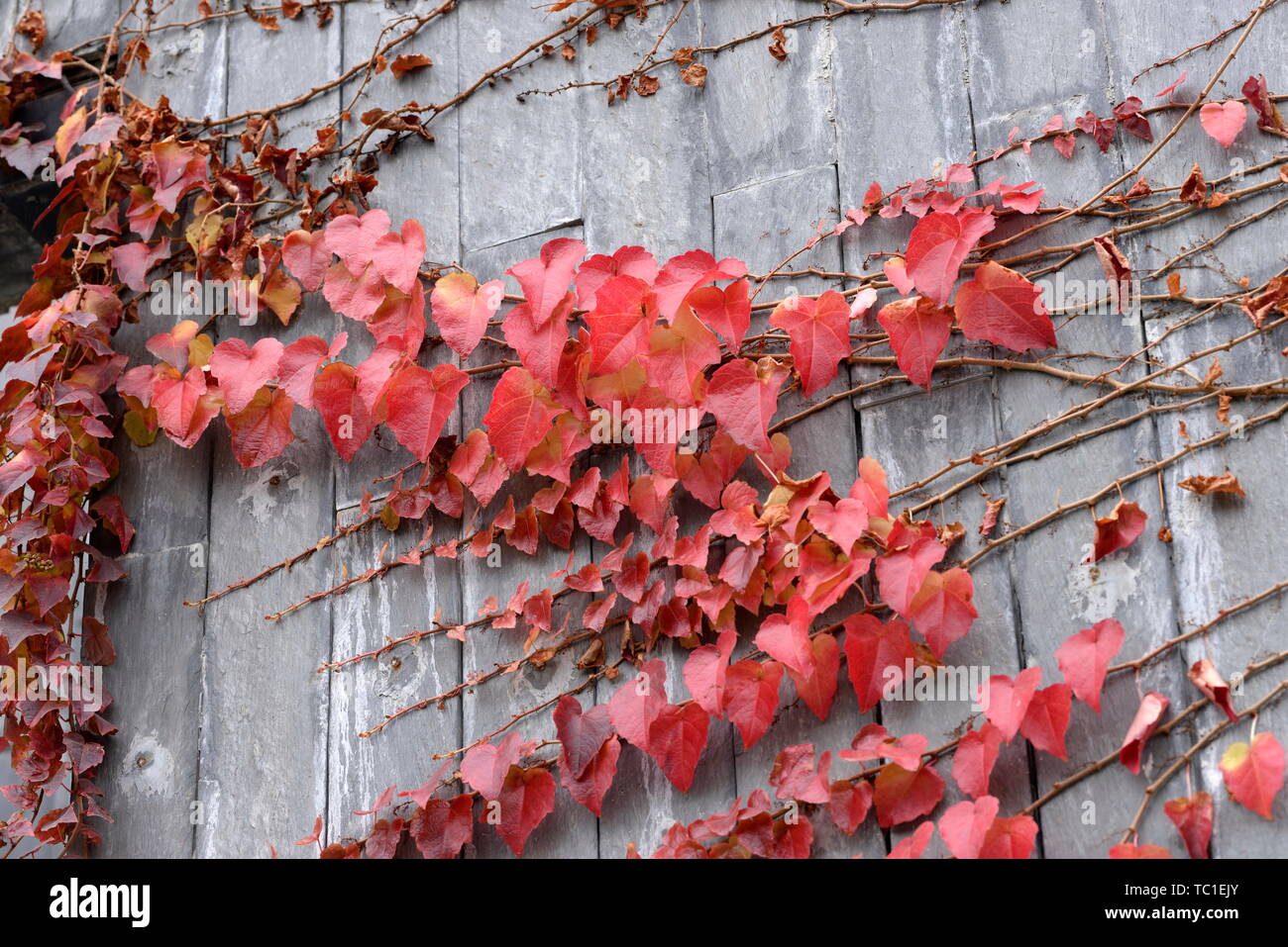 Red climbing tiger Stock Photo - Alamy