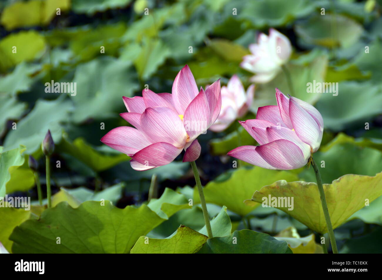 Foreign lotus genus hi-res stock photography and images - Alamy