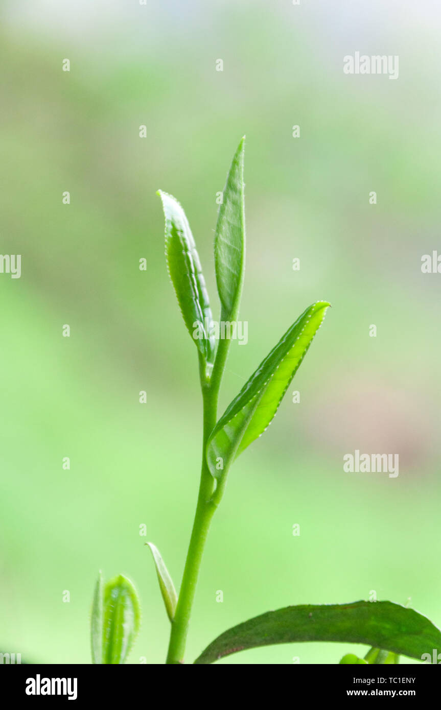 Bead buds hi-res stock photography and images - Alamy
