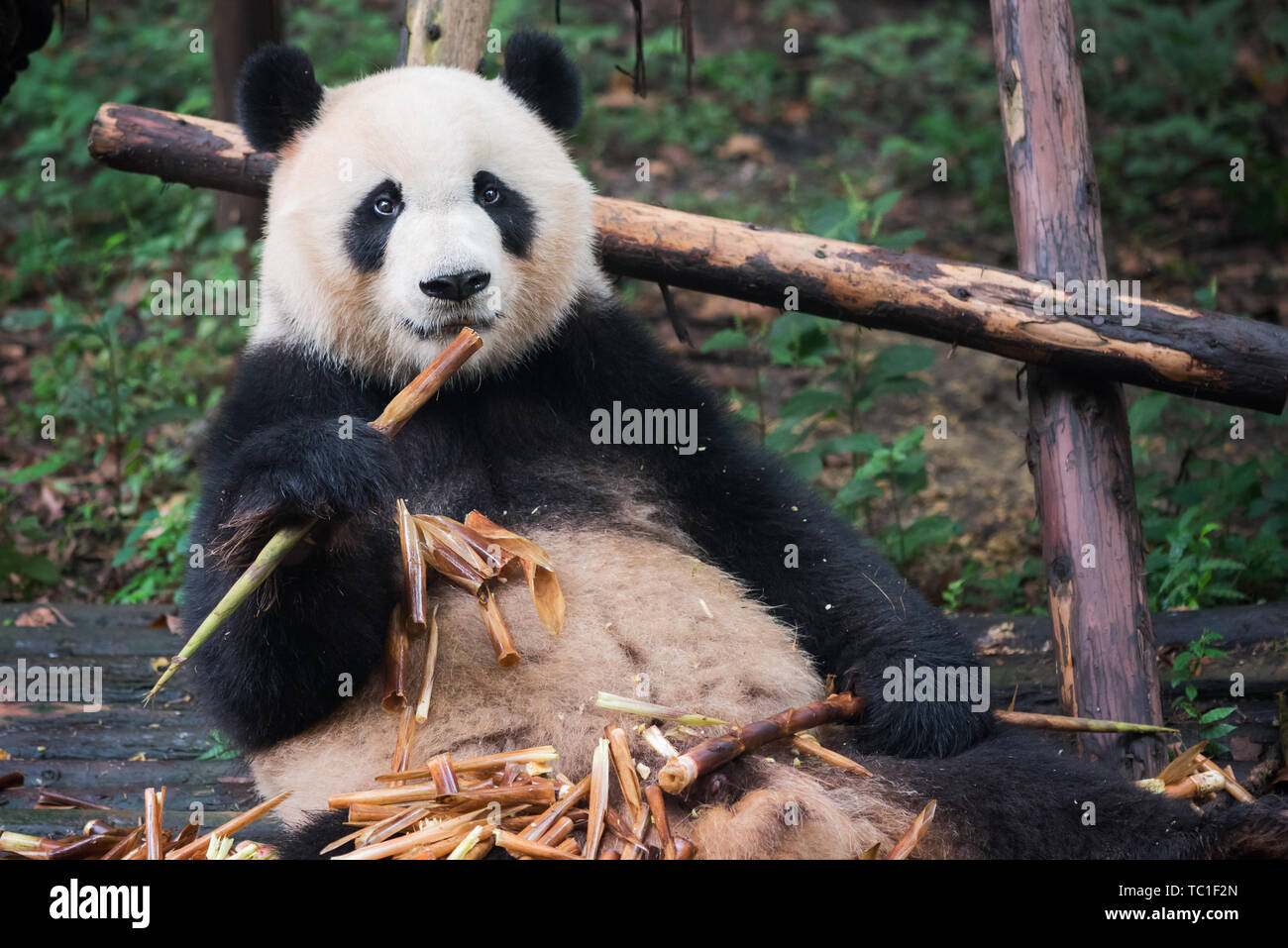 Giant panda tapir and big bear hi-res stock photography and images - Alamy