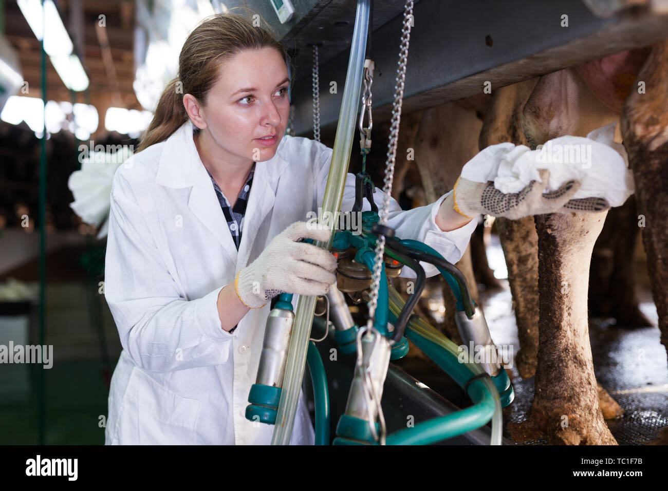 Portrait of young woman in white coat working with milking line on farm ...