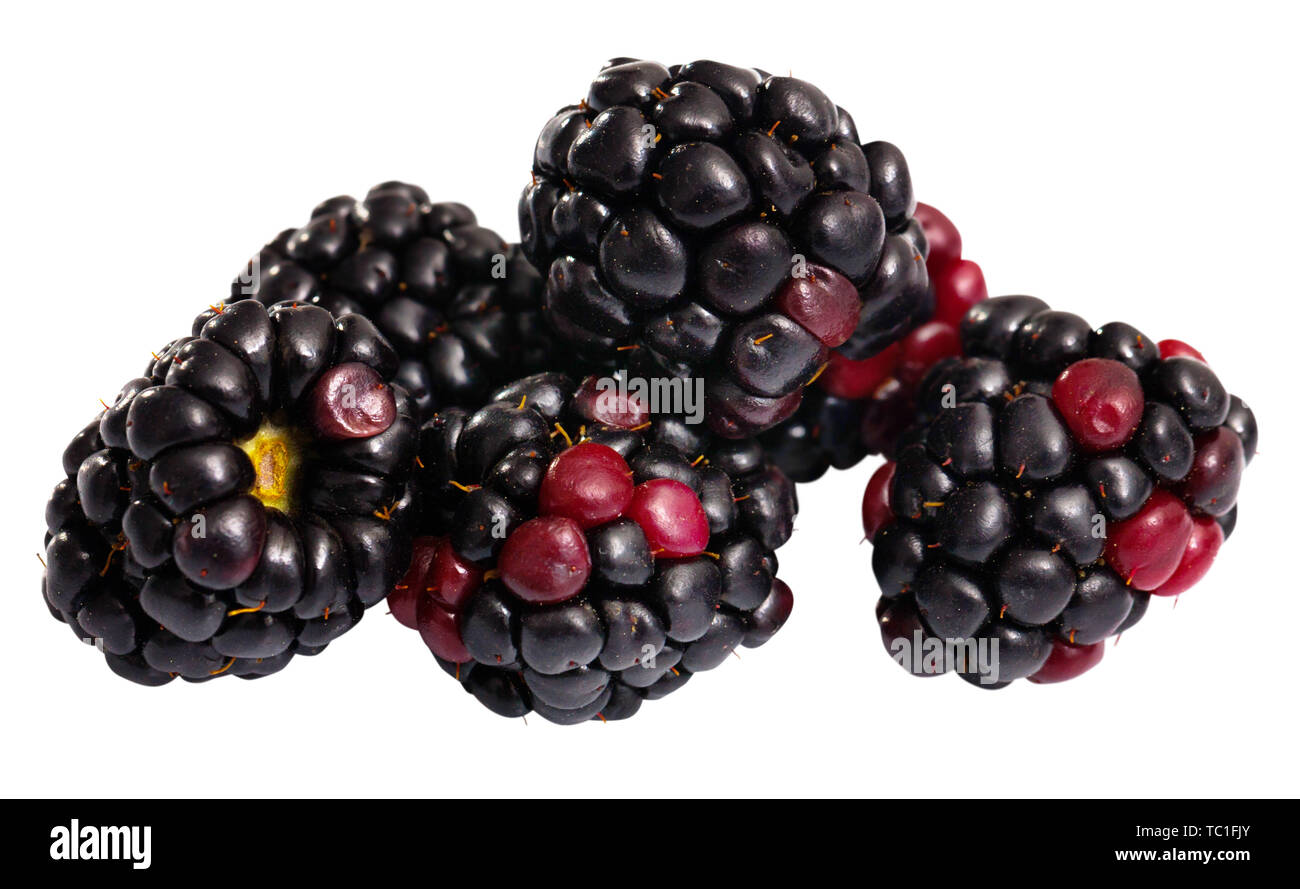 Bramble nature Cut Out Stock Images & Pictures - Alamy