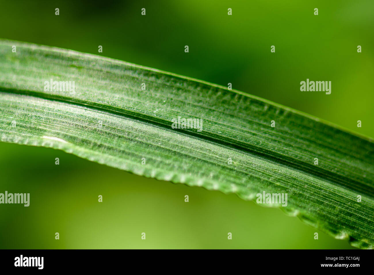 The veins of grass leaves Stock Photo - Alamy