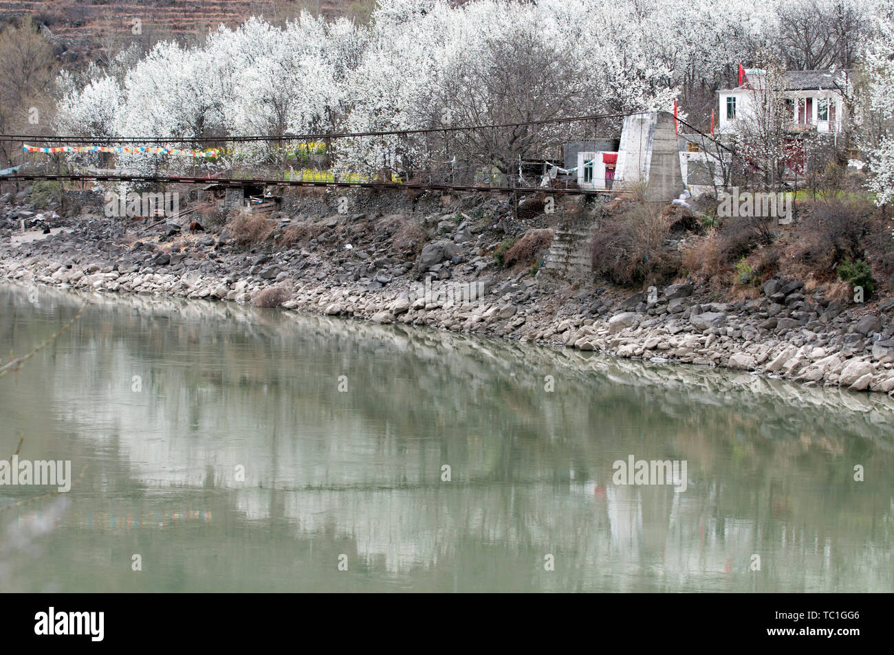 Scene of pear flowers blooming in Shenxian Fort, Jinchuan County ...