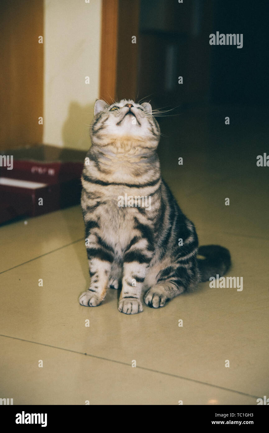 Home cute beautiful short tabby cat, soft body, yoga animal, sleeping ...