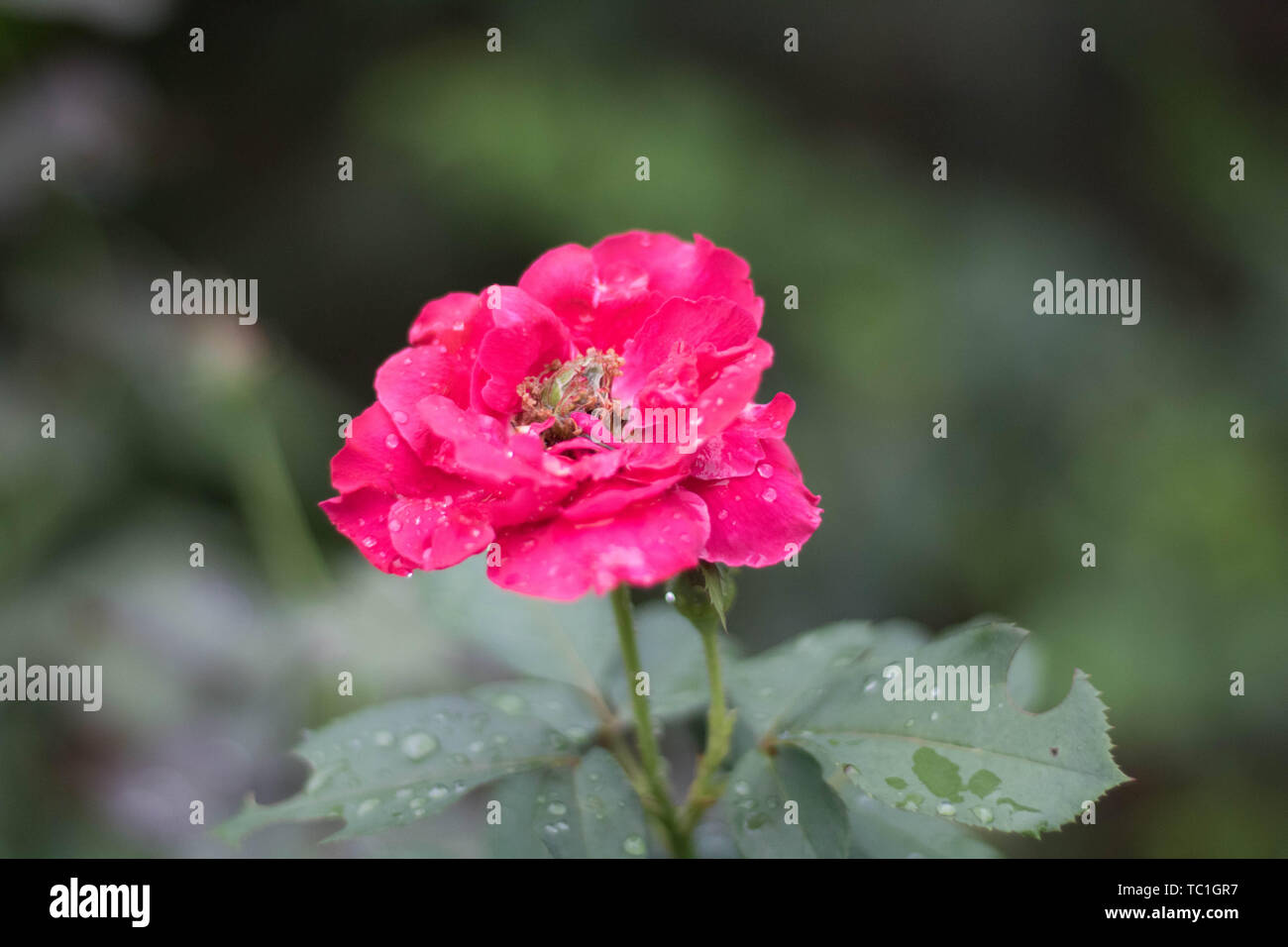 Zhao tuo park hi-res stock photography and images - Alamy