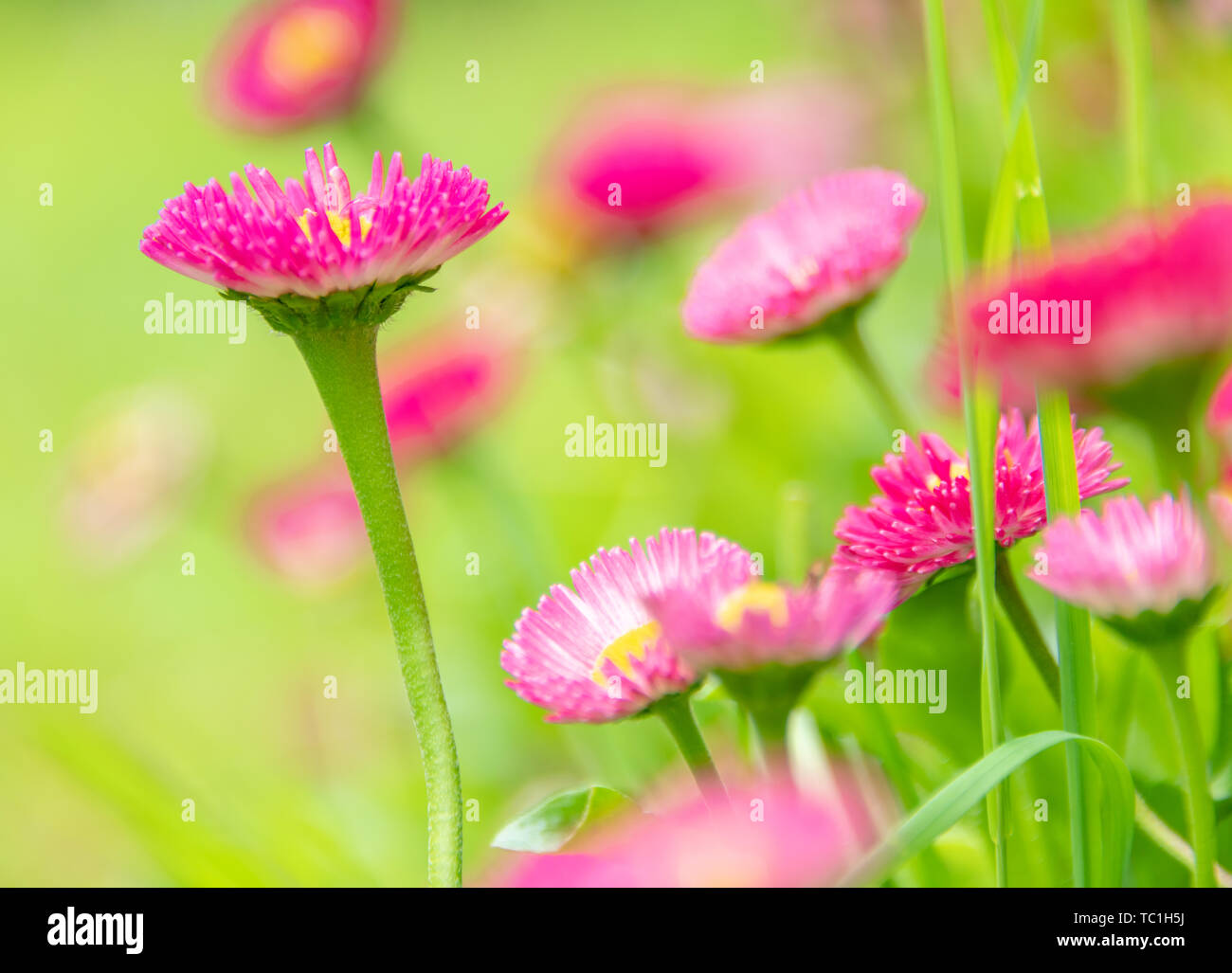Little red daisies Stock Photo - Alamy